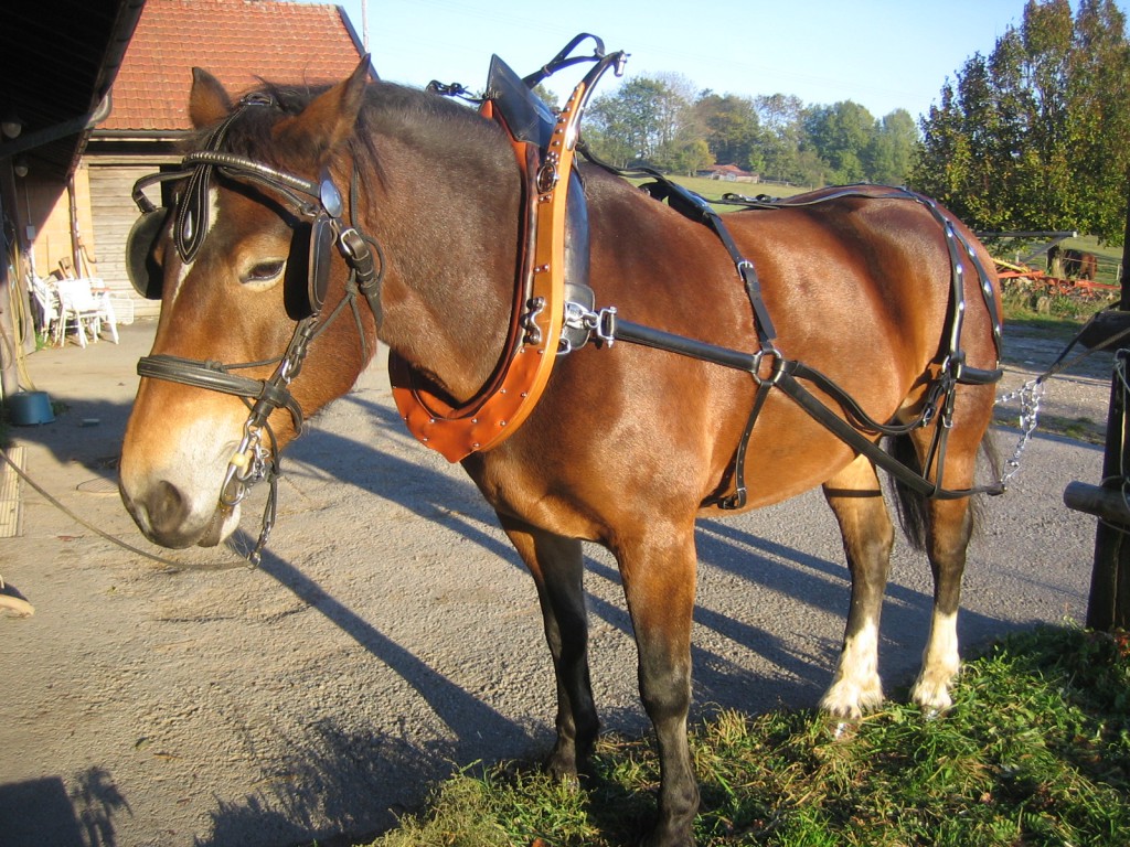 Collier grison à un cheval – E. Muller, Equipement Equestre
