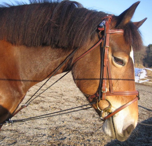 Chambrière – E. Muller, Equipement Equestre