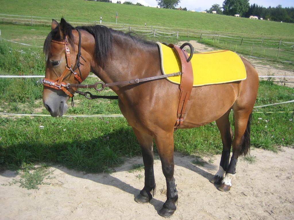 Surfaix de Voltige – E. Muller, Equipement Equestre