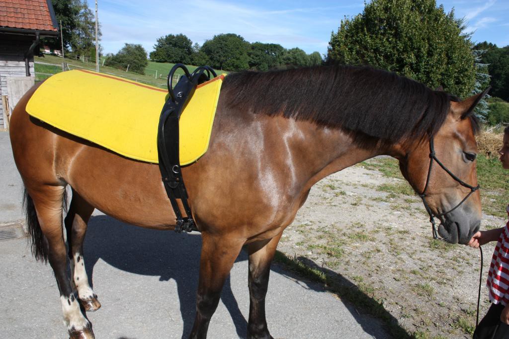 Surfaix de Voltige – E. Muller, Equipement Equestre